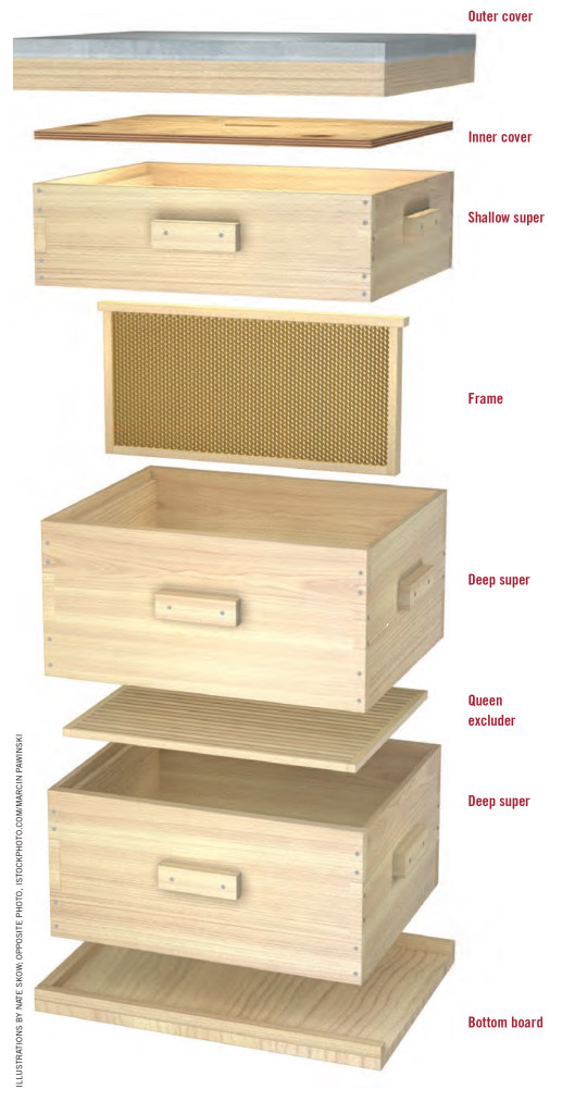 Anatomy of a beehive Keeping Backyard Bees
