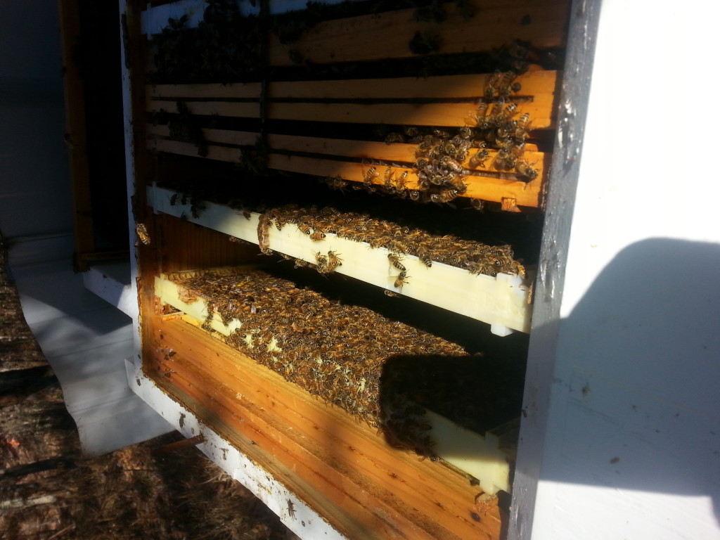 Bee pic 1 Keeping Backyard Bees