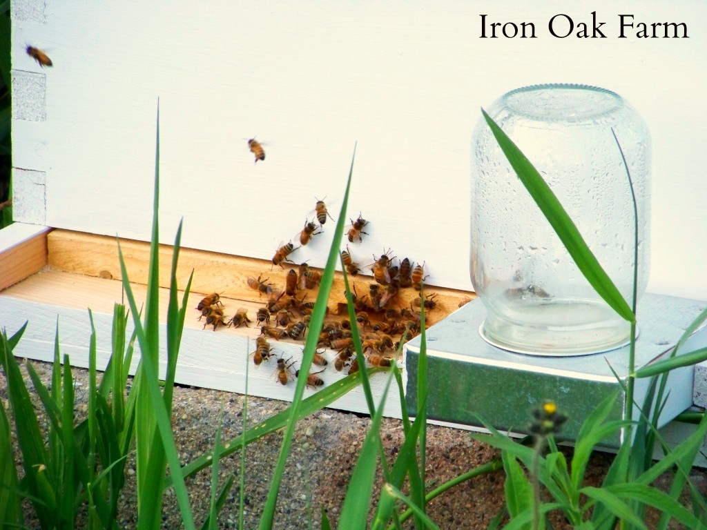 The Importance of Spring Feeding Keeping Backyard Bees