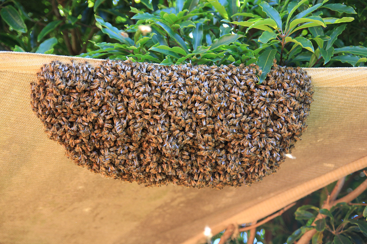 Catching Swarms Video Tutorial Keeping Backyard Bees
