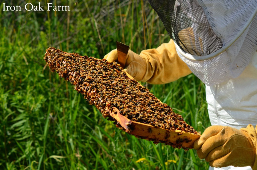 Bees and Bearding Keeping Backyard Bees