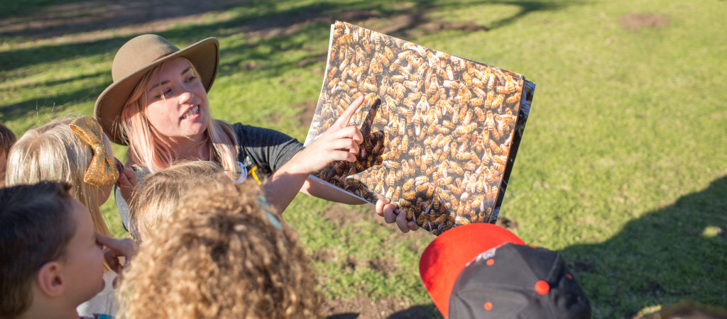 HOW TO TEACH ABOUT HONEY BEES Keeping Backyard Bees