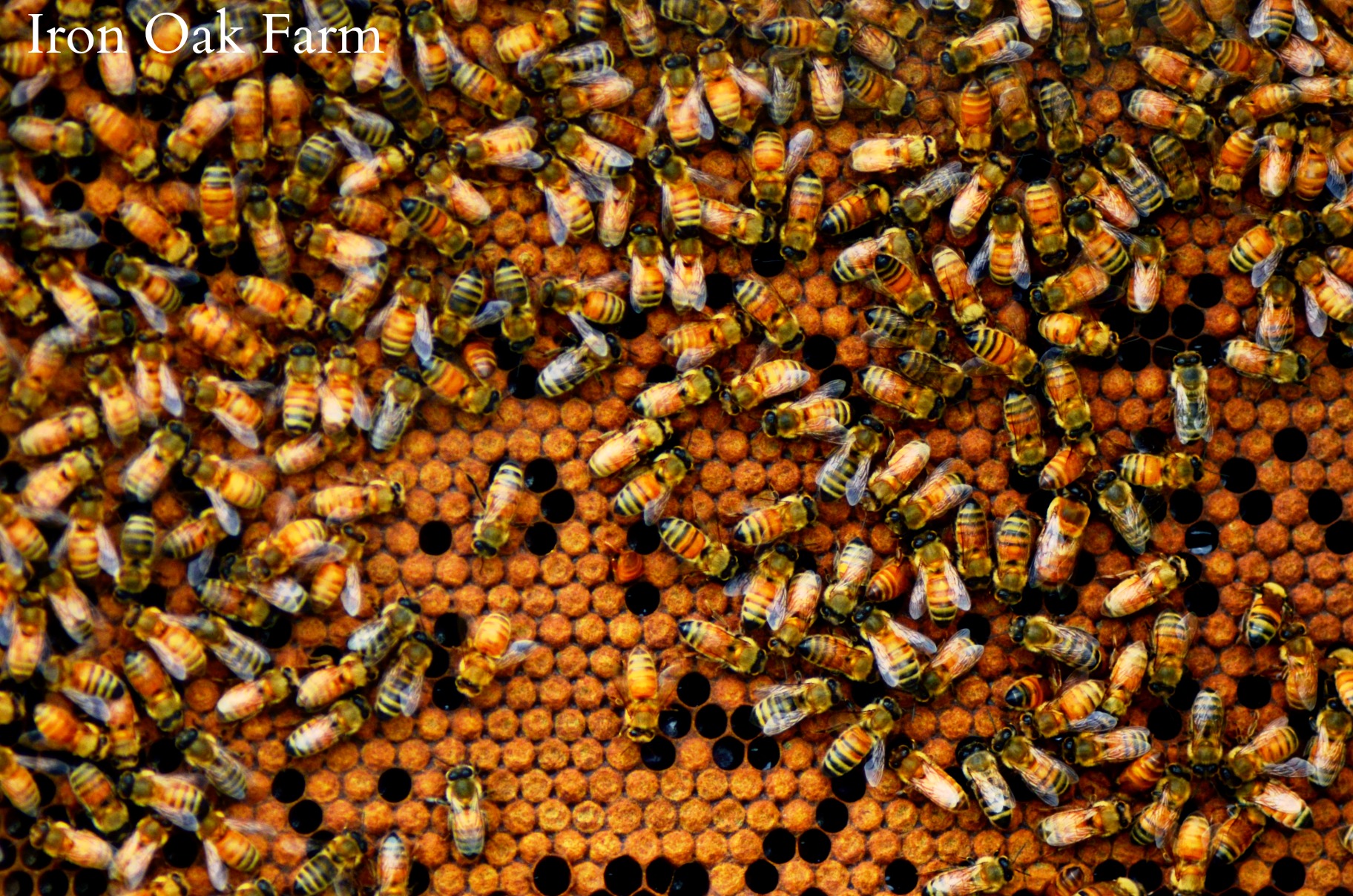 A Hive’s Defense Keeping Backyard Bees