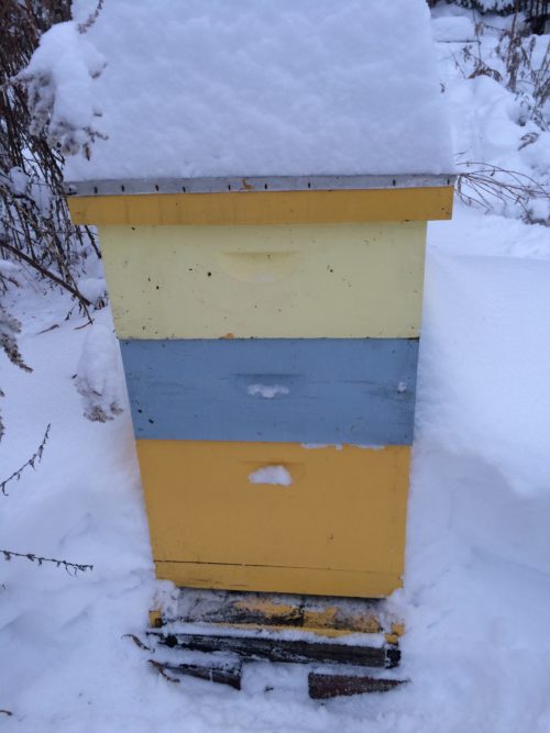 Winter Survival for Bees Keeping Backyard Bees