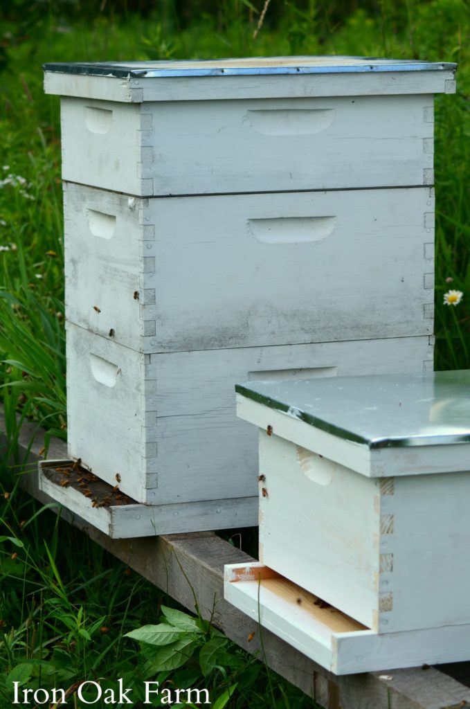 Why New Beekeepers Should Start With Two Hives Keeping Backyard Bees