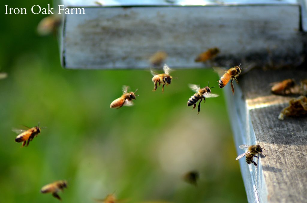 8 Tips for Beekeeping Safety Keeping Backyard Bees