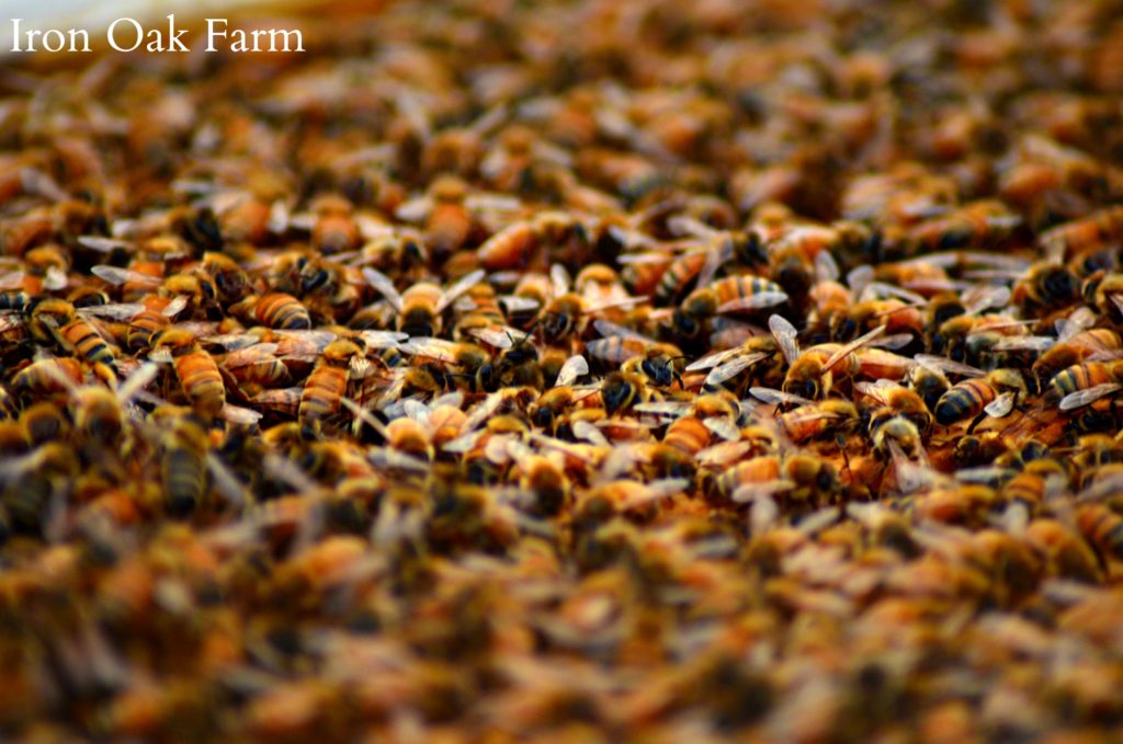 Killer Bees Explained Keeping Backyard Bees
