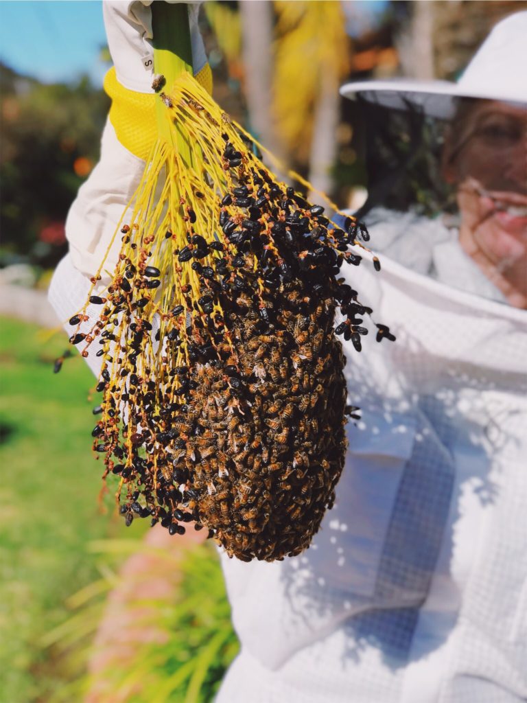 swarm in date tree Keeping Backyard Bees