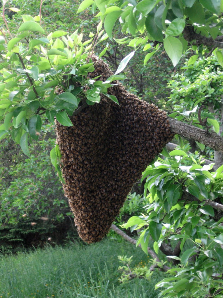 All About Swarm Season Keeping Backyard Bees