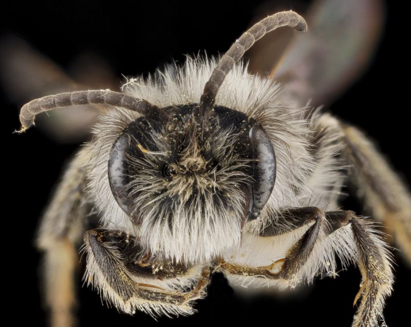 Andrena: The Mining Bees Keeping Backyard Bees