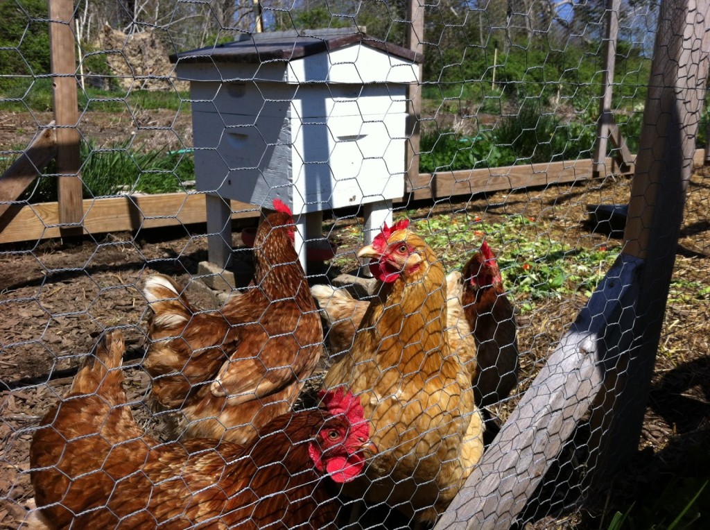 Chickens and Bees Together? Keeping Backyard Bees
