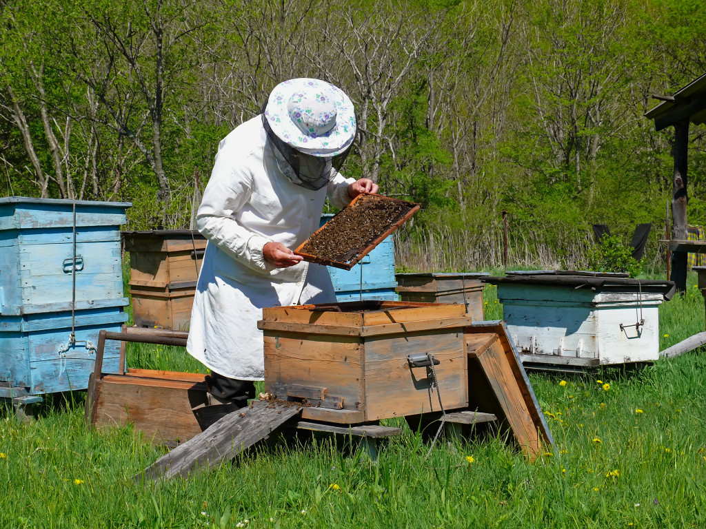 Here’s Lookin’ at ’Em: Observation Hives Keeping Backyard Bees